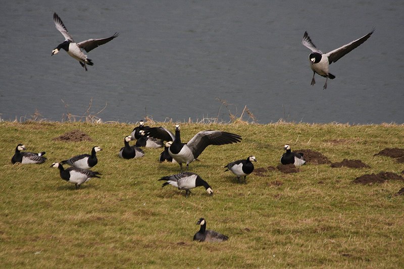 Get ready for the 2026 Waterfowl Conservation Workshop! – Waterfowl ...
