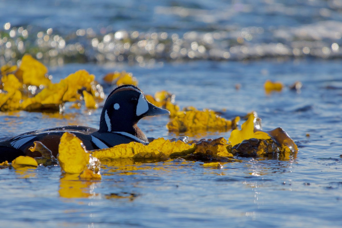 Waterfowl Conservation Workshop 2023
